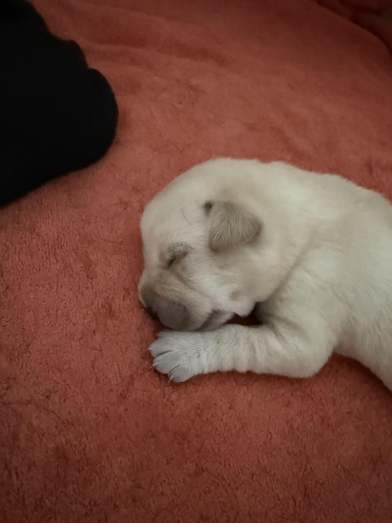 Puppies - Corrybeg Labradors