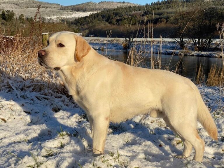 Teddy - Corrybeg Labradors