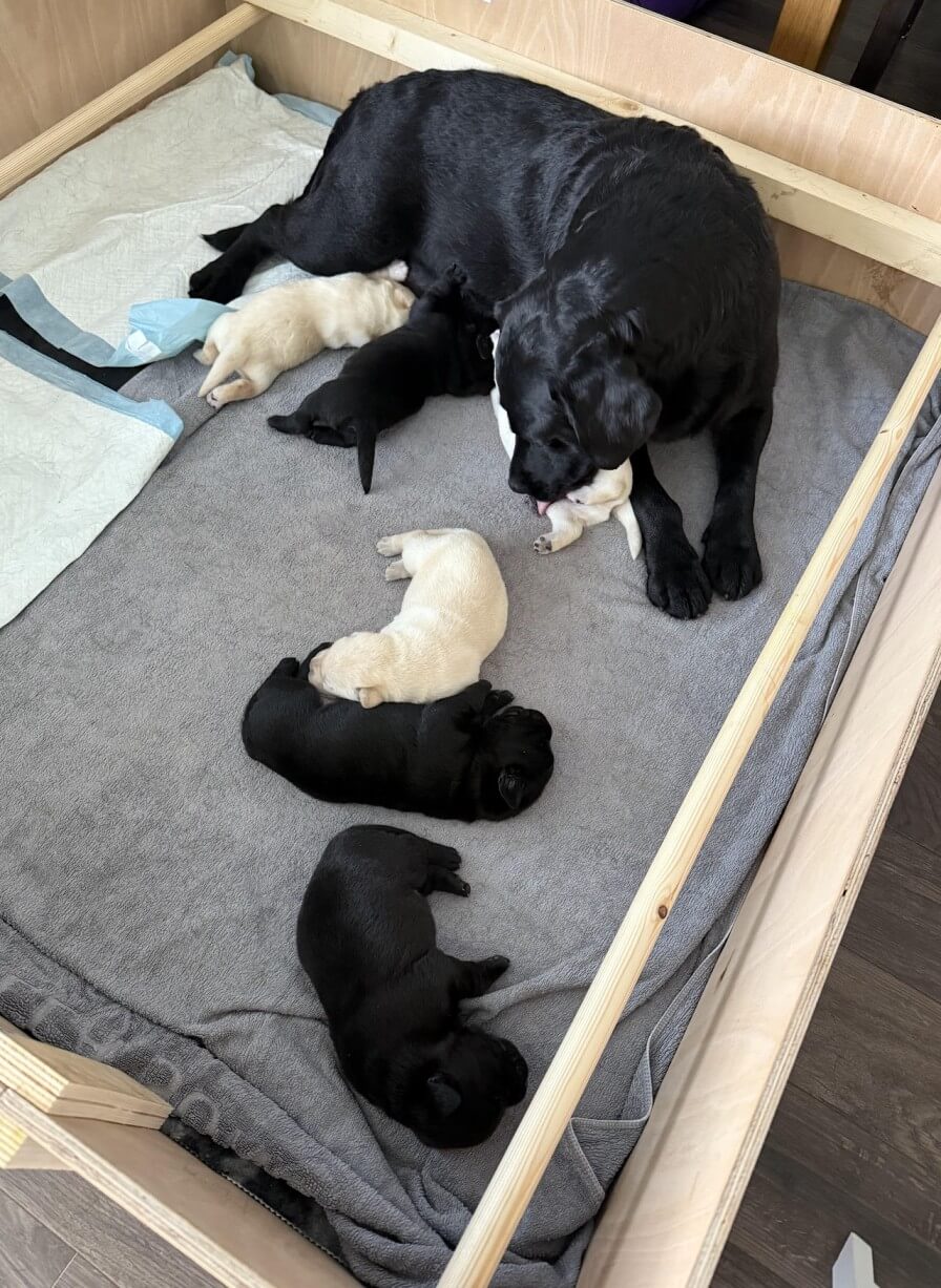 Puppies - Corrybeg Labradors
